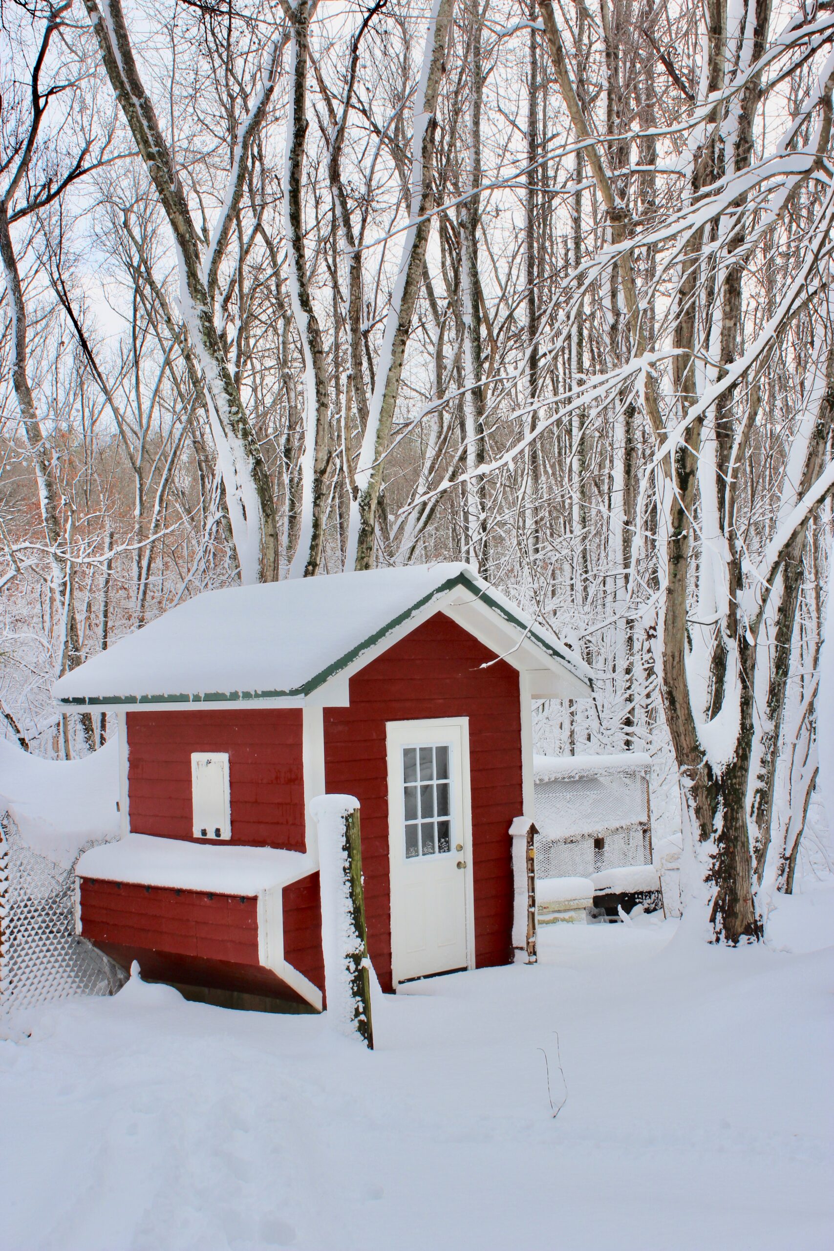 Winter Layers - Backyard Poultry